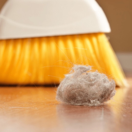 Dust Bunnies: What Are They and How Can I Get Rid of Them